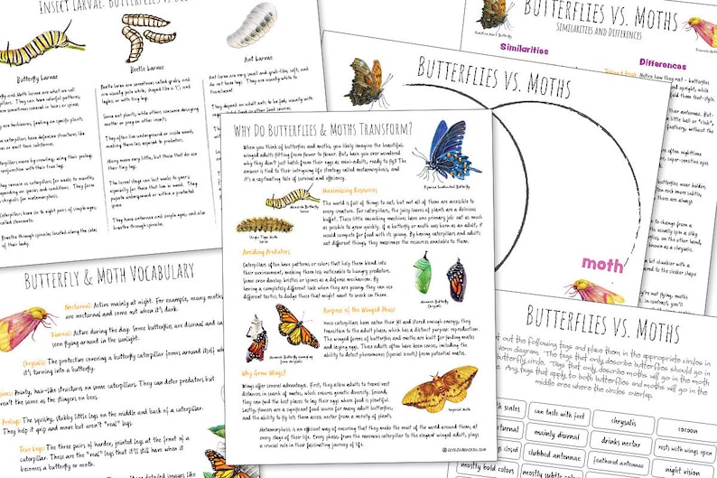 BUTTERFLY & MOTH Nature Study 88 Pages, Life Cycle, Anatomy, Unit Study ...