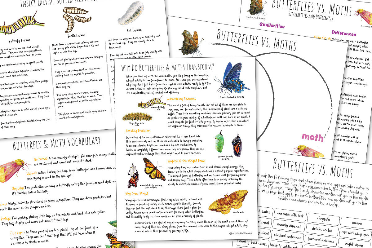 BUTTERFLY & MOTH Nature Study 88 Pages, Life Cycle, Anatomy, Unit Study ...