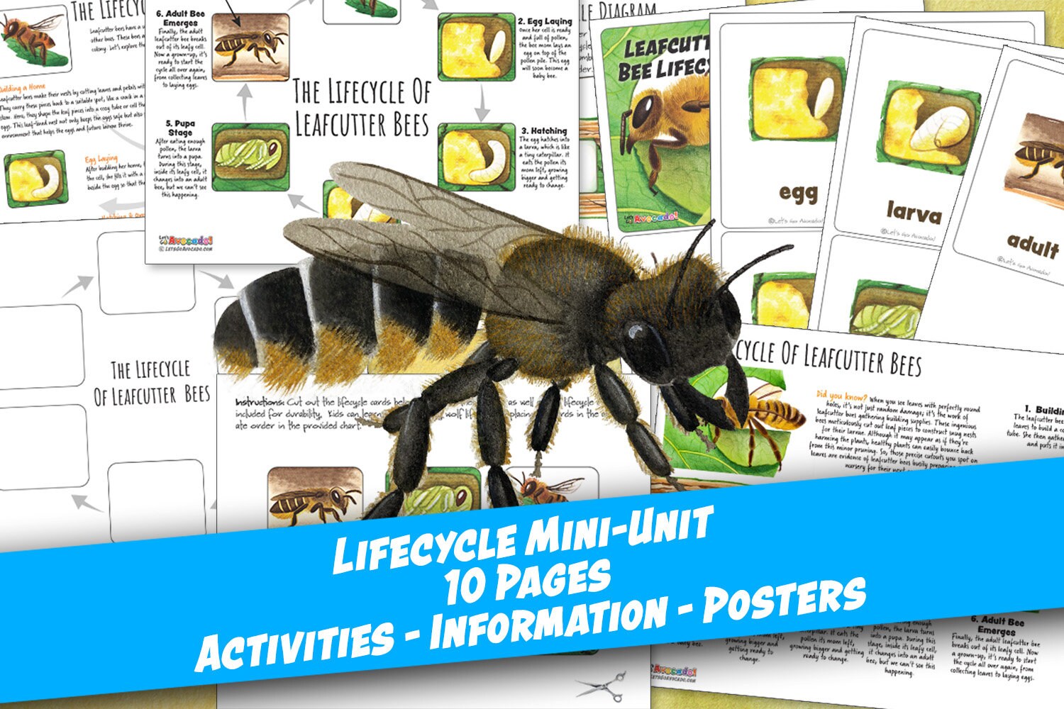 LEAFCUTTER BEE LIFECYCLE Worksheet 10 Pages, Poster and Labeling ...