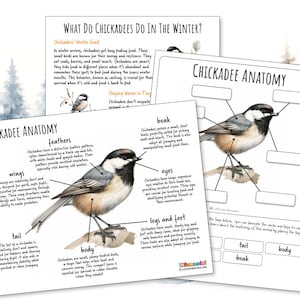 CHICKADEE ANATOMY Worksheet 3 Pages, Poster and Labeling Activity ...