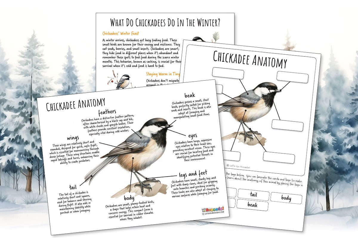 CHICKADEE ANATOMY Worksheet 3 Pages, Poster and Labeling Activity ...