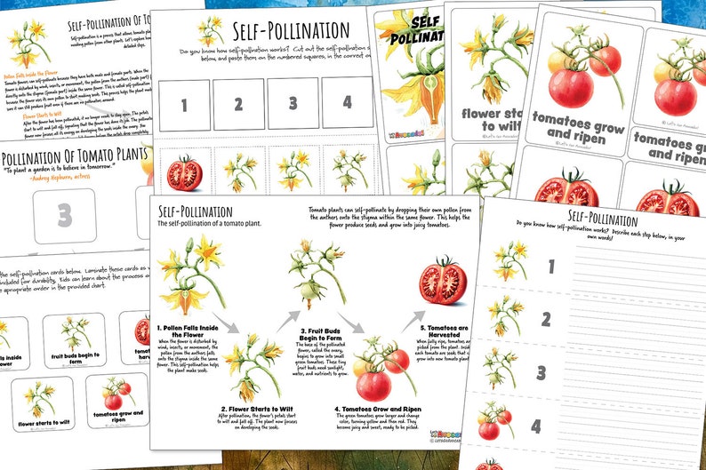 SELF POLLINATION of Tomato Plant, Worksheets 9 Pages, Poster and ...