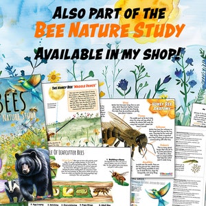 LEAFCUTTER BEE ANATOMY Worksheet 3 Pages, Bee Poster and Labeling ...