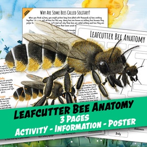 LEAFCUTTER BEE ANATOMY Worksheet 3 Pages, Bee Poster and Labeling ...