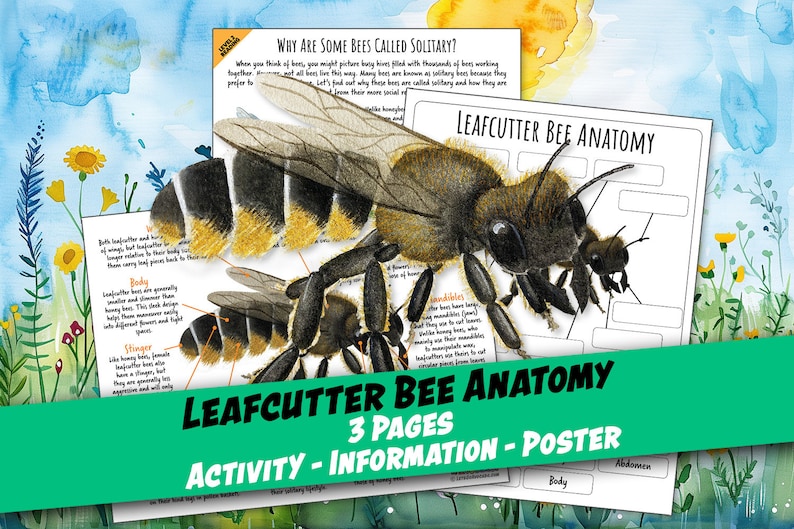 LEAFCUTTER BEE ANATOMY Worksheet 3 Pages, Bee Poster and Labeling ...