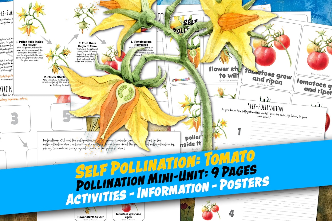 SELF POLLINATION of Tomato Plant, Worksheets 9 Pages, Poster and ...