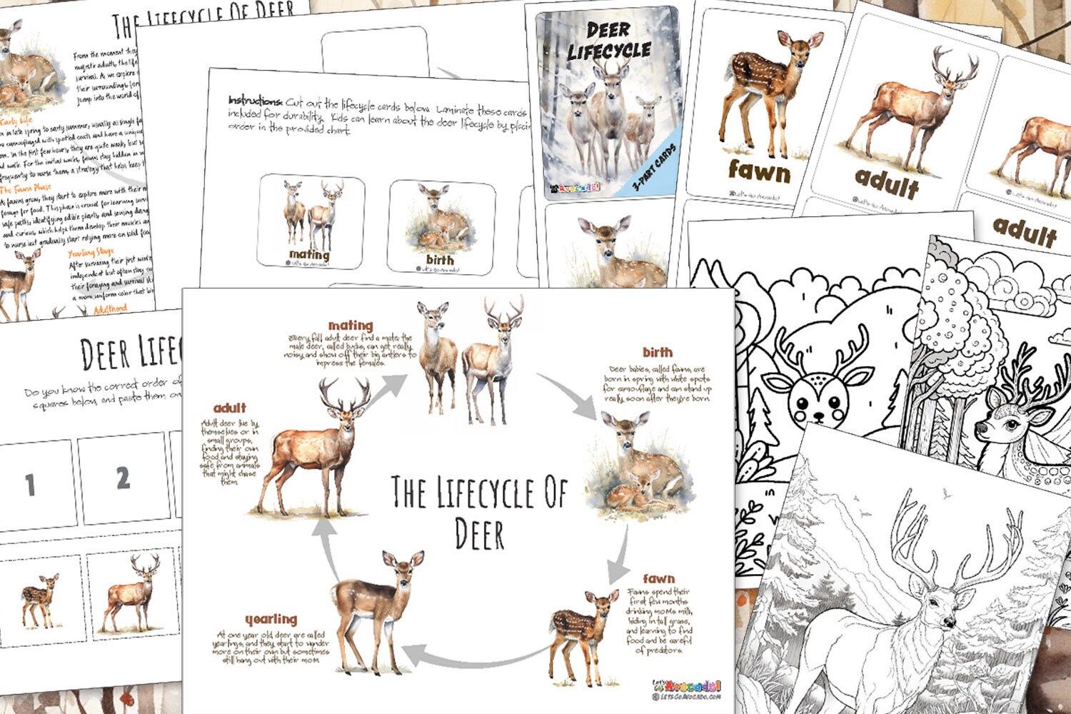 DEER LIFECYCLE Worksheet 11 Pages, Poster and Labeling Activity, 3-part ...