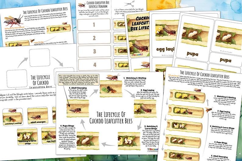 CUCKOO BEE LIFECYCLE Worksheet 10 Pages, Poster and Labeling Activity ...