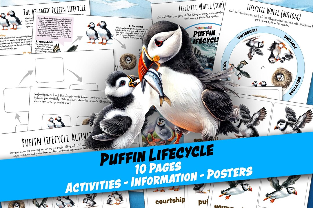 PUFFIN LIFECYCLE Worksheet 10 Pages, Poster and Labeling Activity, 3 ...