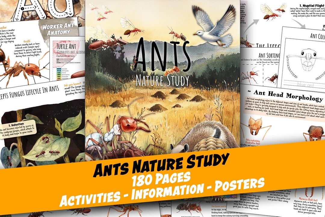 ANTS NATURE Study Unit, UPDATED, Huge Printables Collection, Lifecycle ...