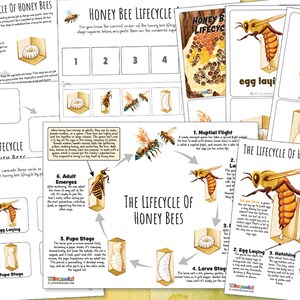 HONEY BEE LIFECYCLE Worksheet 10 Pages, Poster and Labeling Activity, 3 ...