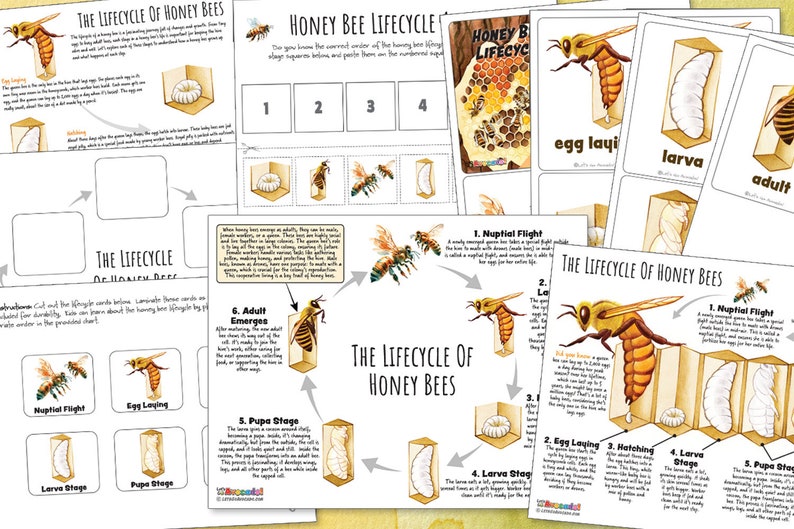 HONEY BEE LIFECYCLE Worksheet 10 Pages, Poster and Labeling Activity, 3 ...