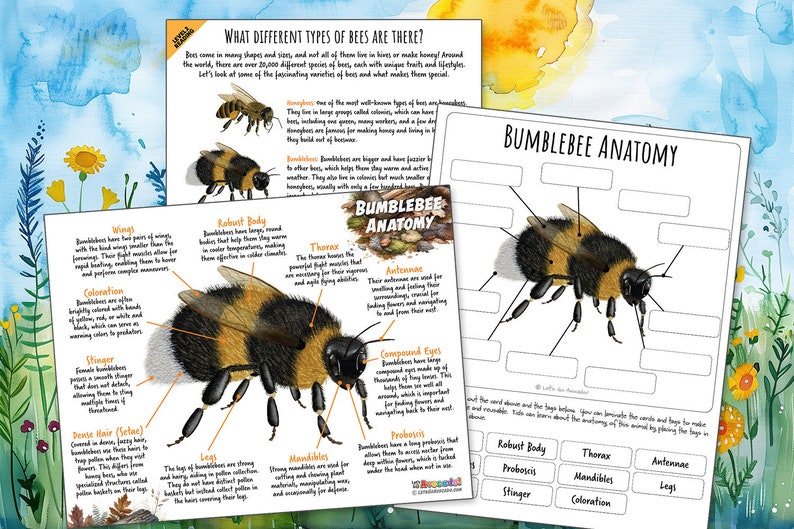 BUMBLEBEE ANATOMY Worksheet 3 Pages, Bee Poster and Labeling Activity ...