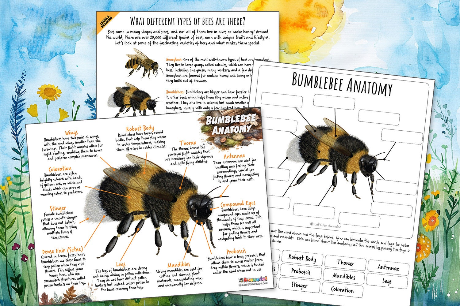 BUMBLEBEE ANATOMY Worksheet 3 Pages, Bee Poster and Labeling Activity ...