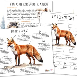FOX ANATOMY Worksheet 3 Pages, Poster and Labeling Activity, Winter ...