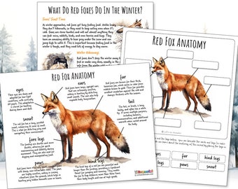 RED FOX Anatomy, Poster and Labeling Activity, Homeschool, Instant ...