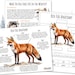 FOX ANATOMY Worksheet 3 Pages, Poster and Labeling Activity, Winter ...