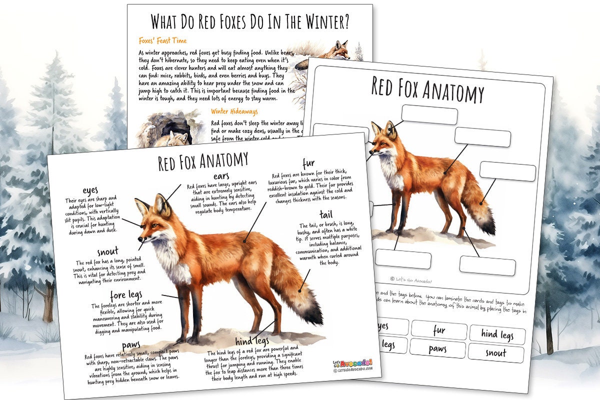 FOX ANATOMY Worksheet 3 Pages, Poster and Labeling Activity, Winter ...
