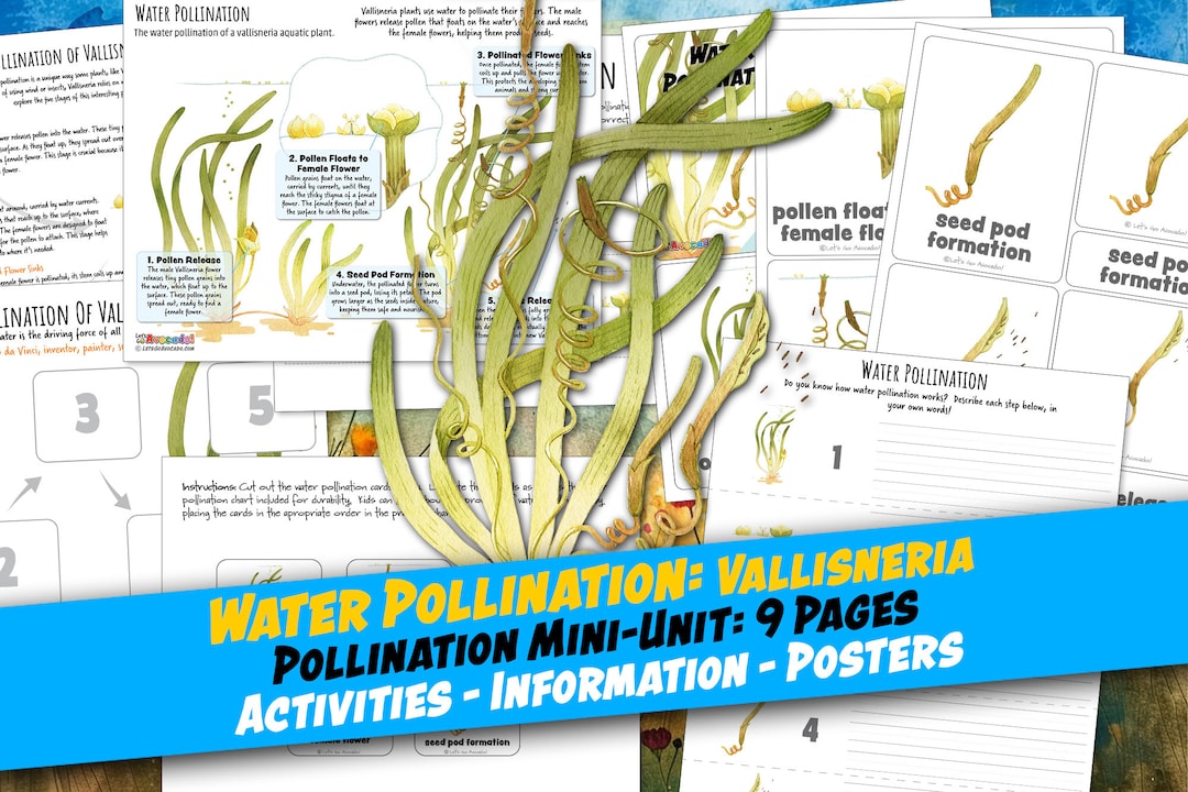 WATER POLLINATION of Vallisneria, Worksheets 9 Pages, Poster and ...