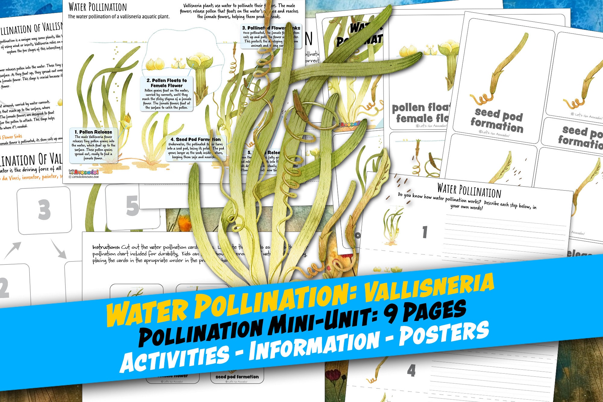 WATER POLLINATION of Vallisneria, Worksheets 9 Pages, Poster and ...