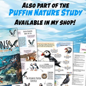 PUFFIN ANATOMY Worksheet 3 Pages, Poster and Labeling Activity ...