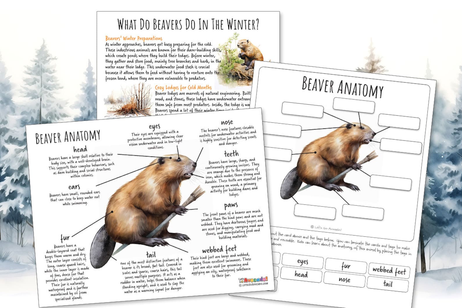 BEAVER ANATOMY Worksheet 3 Pages, Poster and Labeling Activity, Winter ...