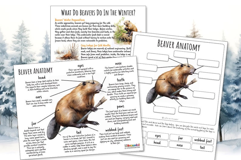 BEAVER ANATOMY Worksheet 3 Pages, Poster and Labeling Activity, Winter ...