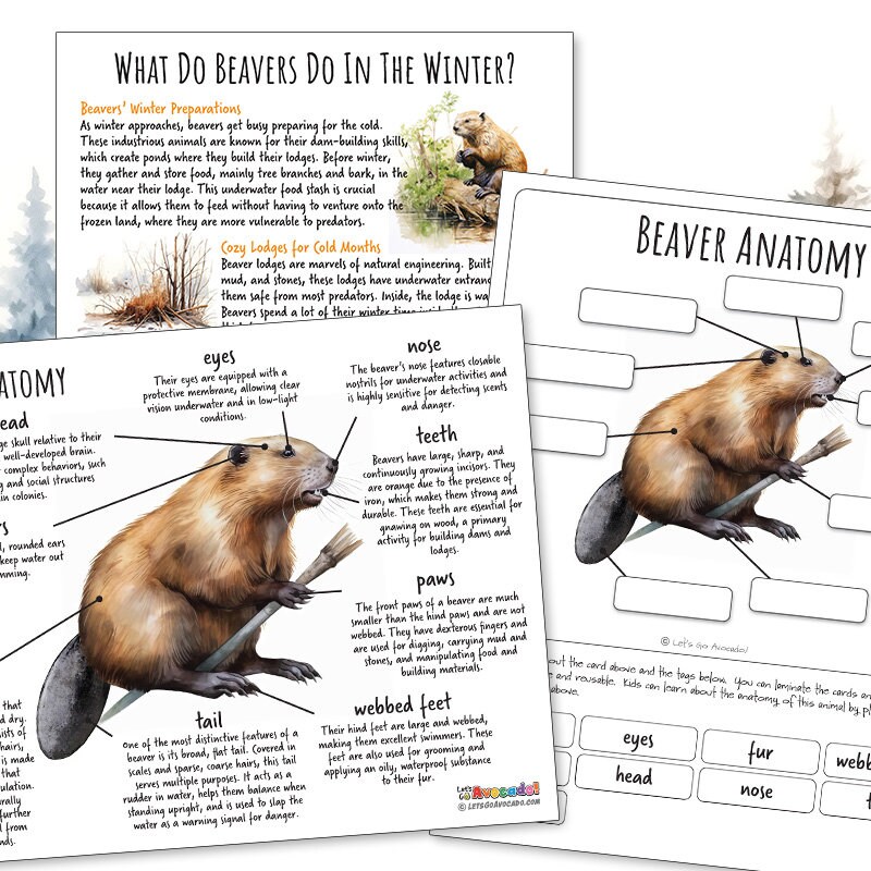Winter Beaver Png - Etsy