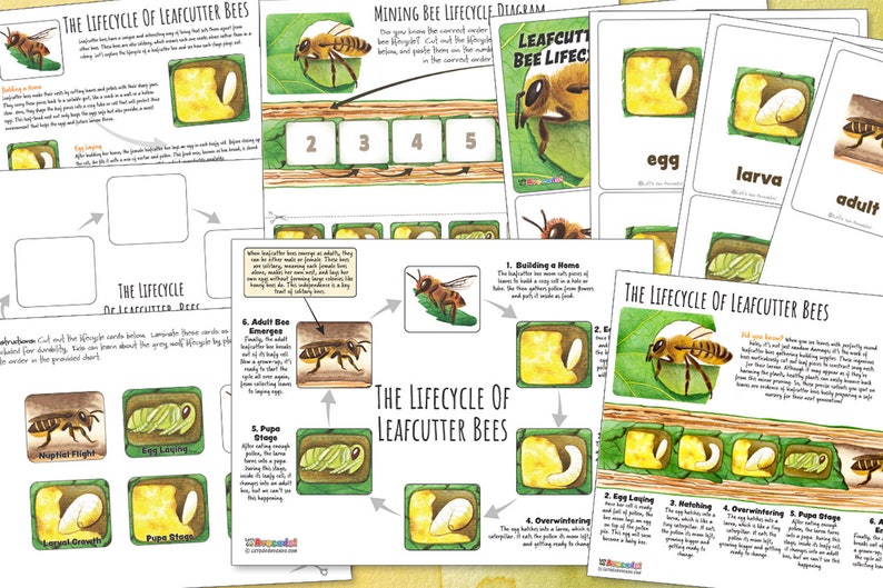 LEAFCUTTER BEE LIFECYCLE Worksheet 10 Pages, Poster and Labeling ...