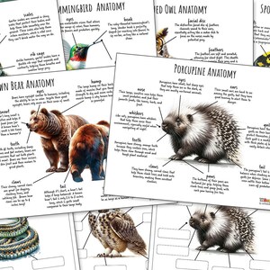 SPRING FOREST Animals Nature Unit, HUGE Printables Collection, Life ...