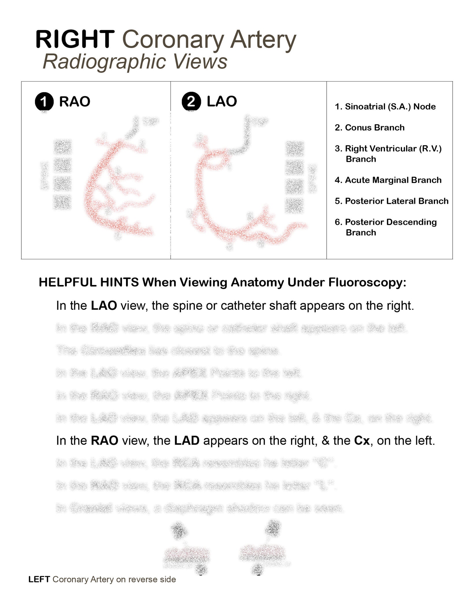 Left & Right Coronary Artery Radiographic Views Reference Sheet ...
