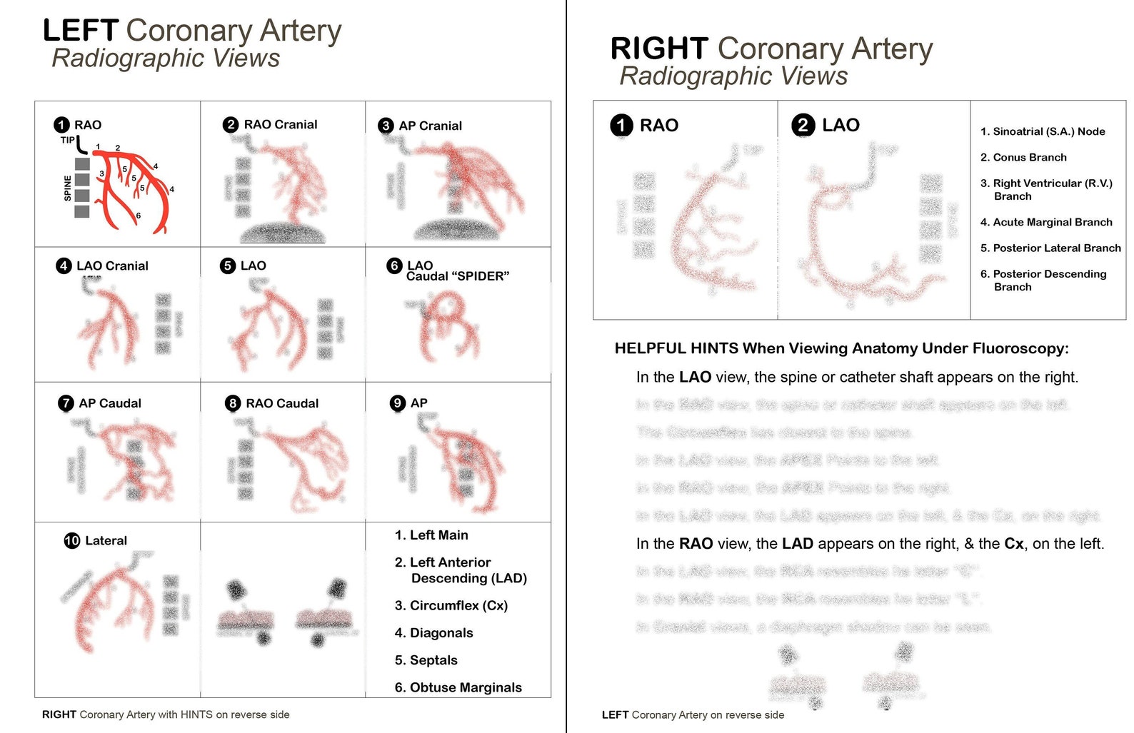 Left & Right Coronary Artery Radiographic Views Reference Sheet ...