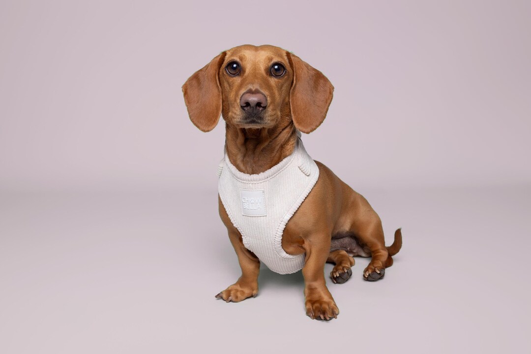 Beige Cream Dog Matching Corduroy Set Harness Adjustable | Cream ...