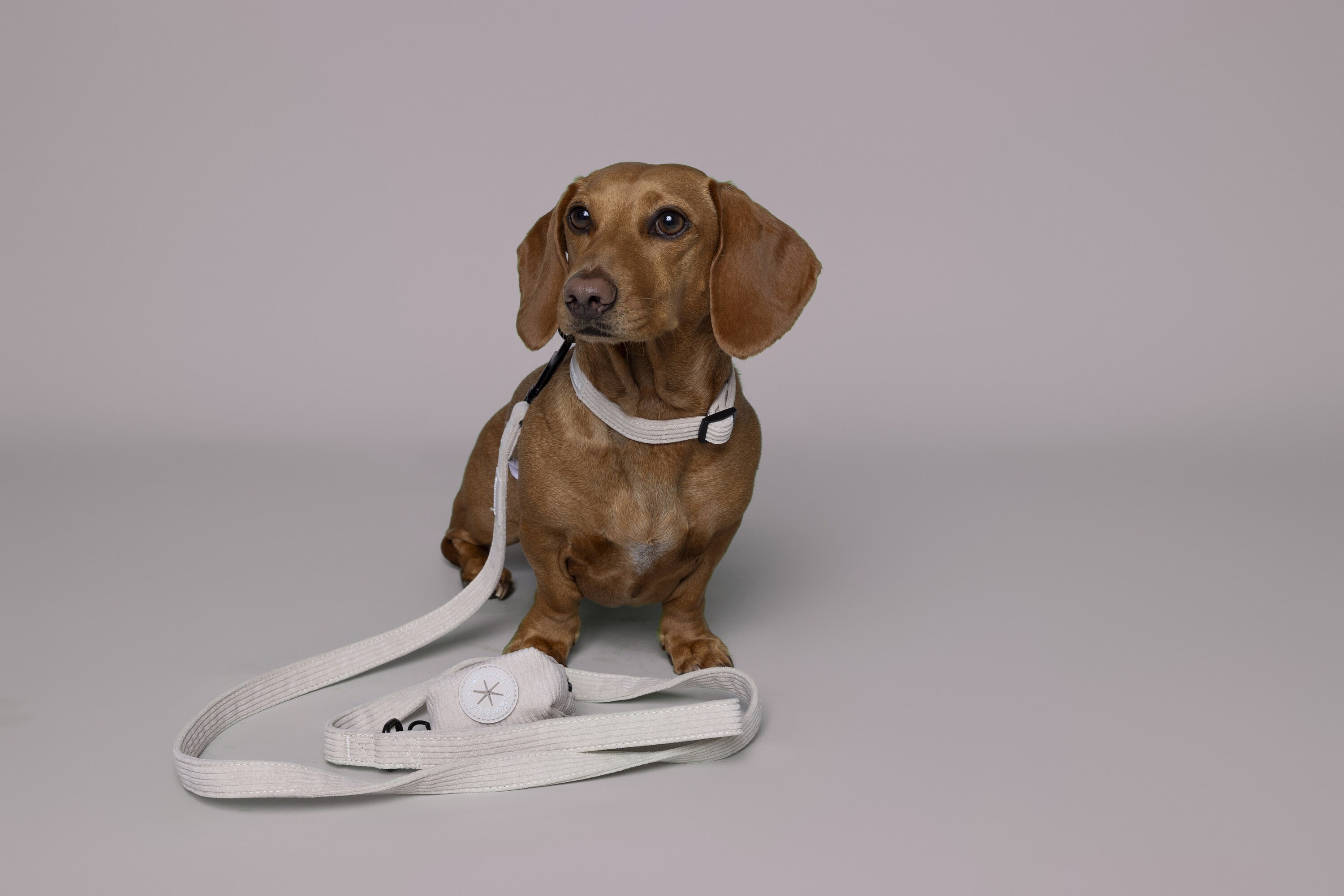 Beige Cream Dog Matching Corduroy Set Harness Adjustable Cream Leash ...