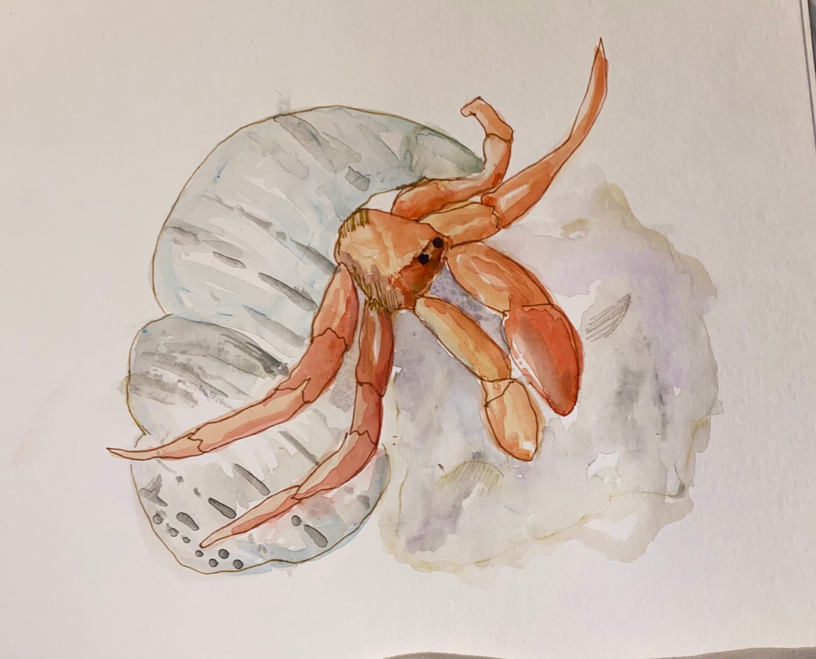 Hermit Crab Watercolor Painting Gift - Etsy