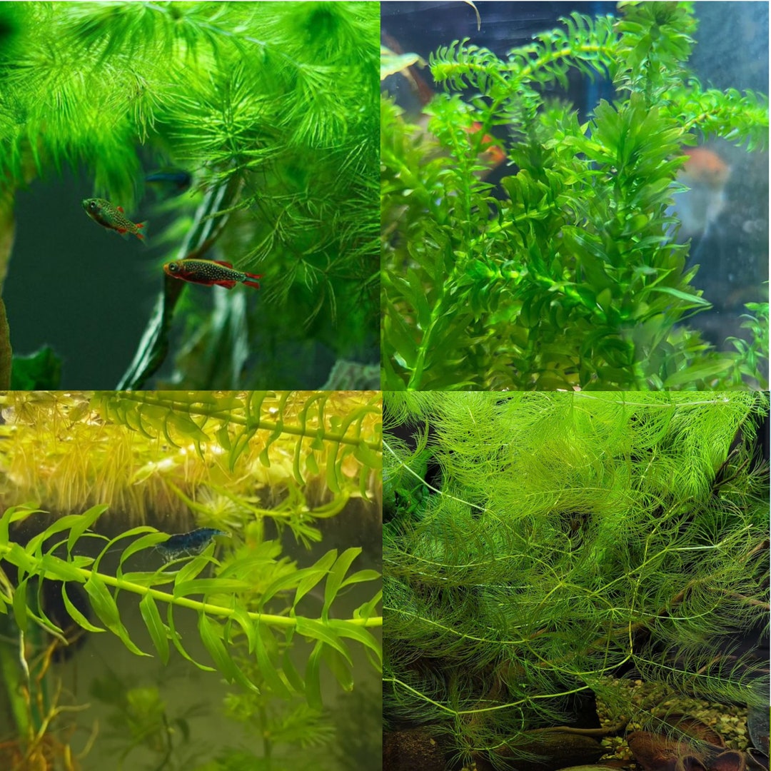 Limelive BUY2GET1FREE Different 2 Elodea Densa Hornwort Tropical Live ...