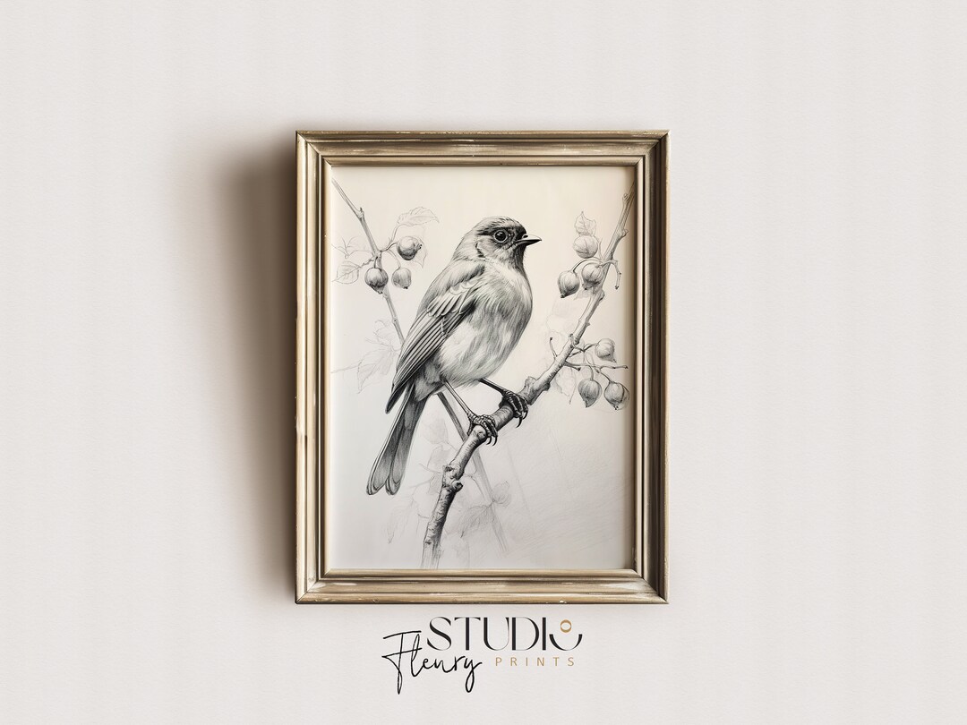 Vintage Robin Sketch Art | Robin Bird Etching Wall Art Printable ...