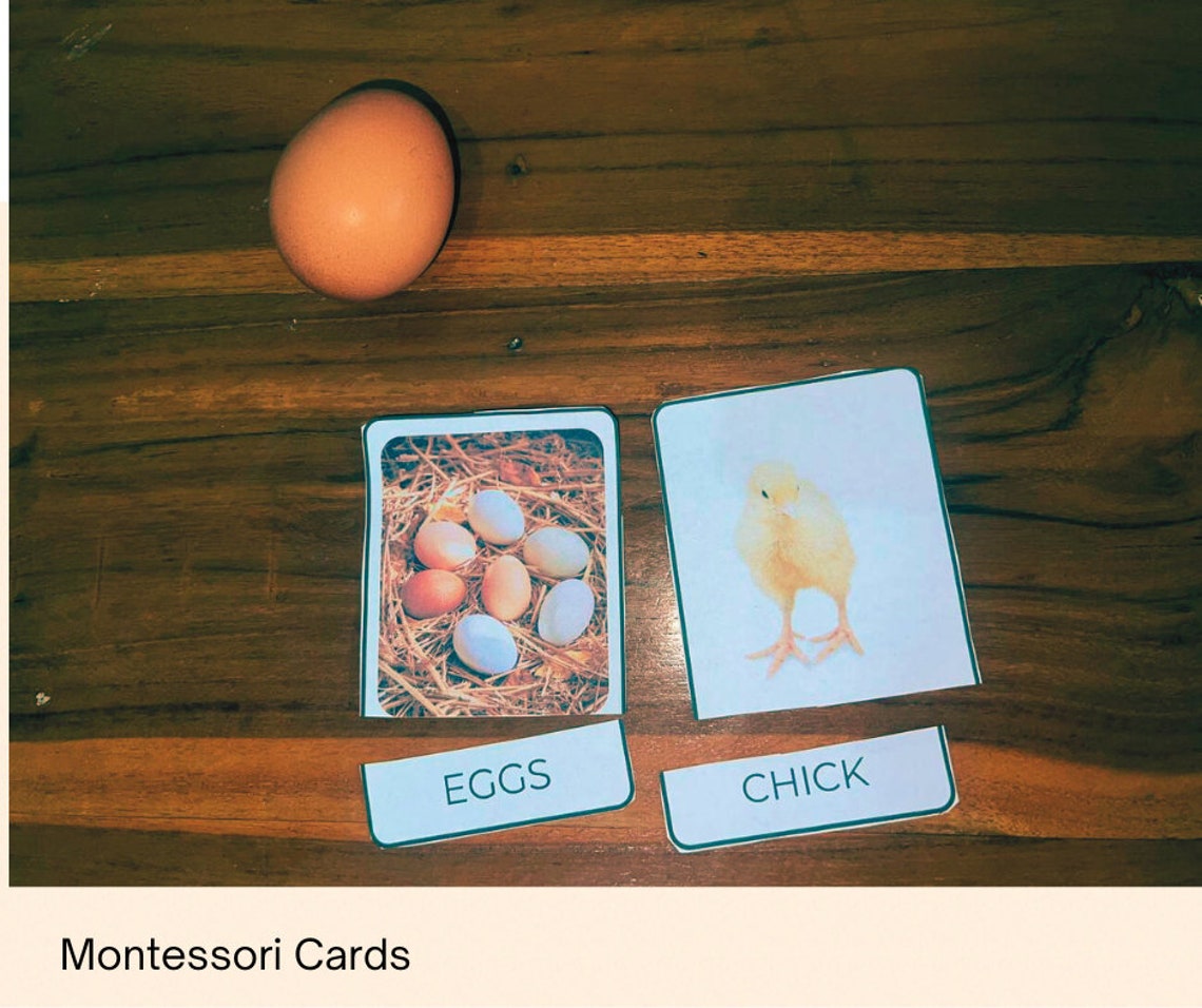 BIRD EGGS, Bird Lifecycle, Chicken Lifecycle, Printable Flash Cards ...