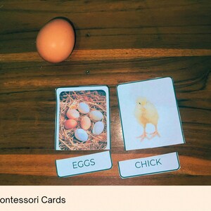 BIRD EGGS, Bird Lifecycle, Chicken Lifecycle, Printable Flash Cards ...