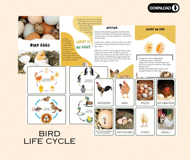 BIRD EGGS, Bird Lifecycle, Chicken Lifecycle, Printable Flash Cards ...