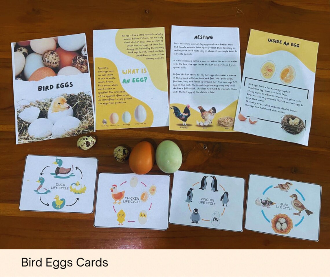 BIRD EGGS, Bird Lifecycle, Chicken Lifecycle, Printable Flash Cards ...