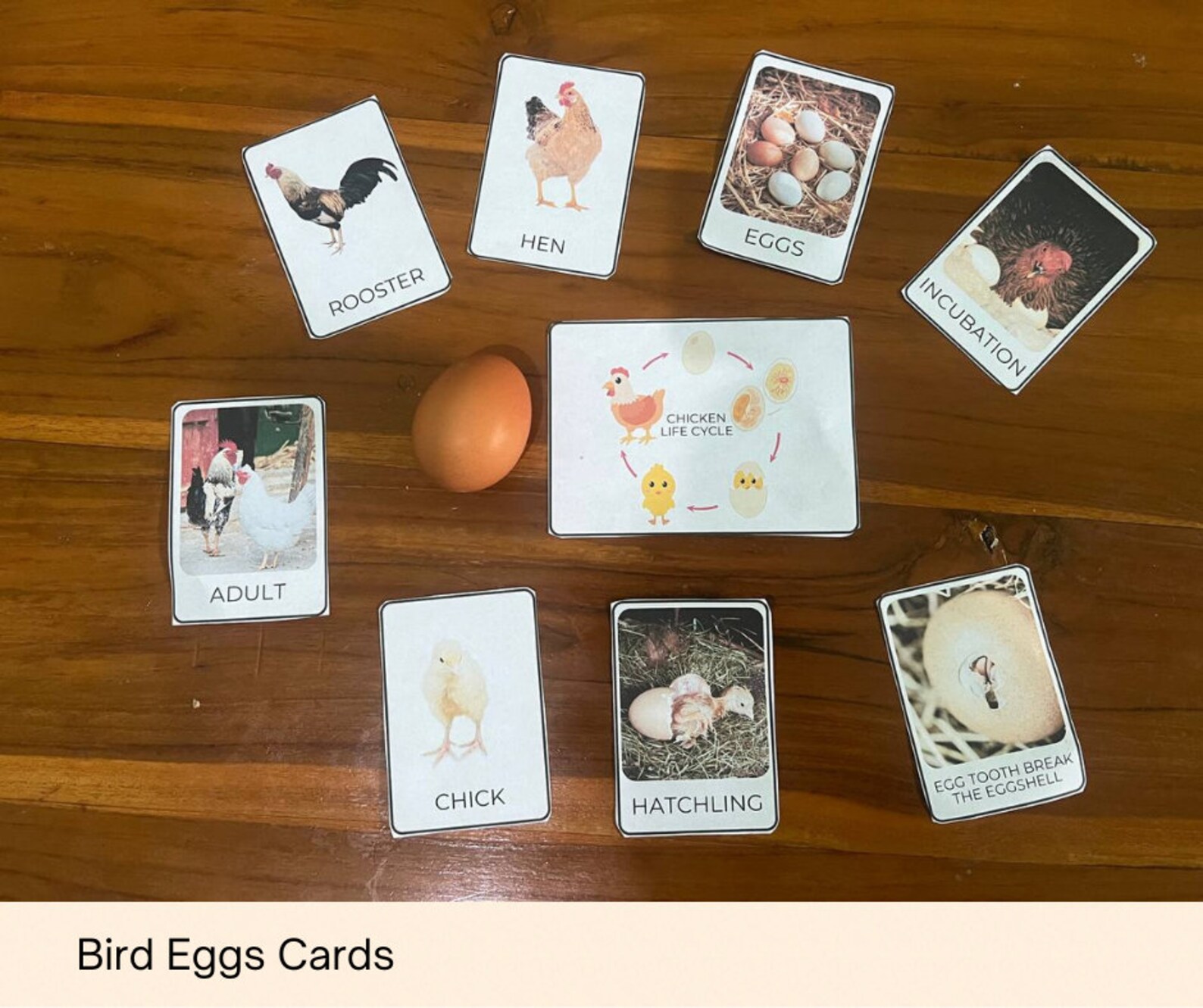 BIRD EGGS, Bird Lifecycle, Chicken Lifecycle, Printable Flash Cards ...