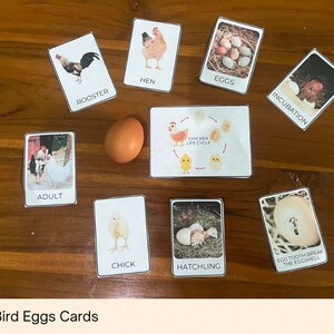 Bird & Chicken Lifecycle Learning Bundle and Flash Cards: Homeschool ...