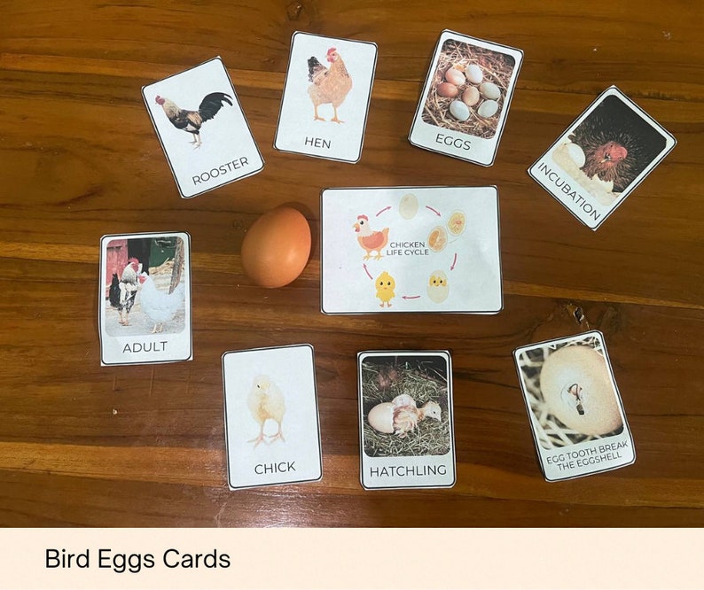 BIRD EGGS, Bird Lifecycle, Chicken Lifecycle, Printable Flash Cards ...