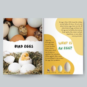 BIRD EGGS, Bird Lifecycle, Chicken Lifecycle, Printable Flash Cards ...