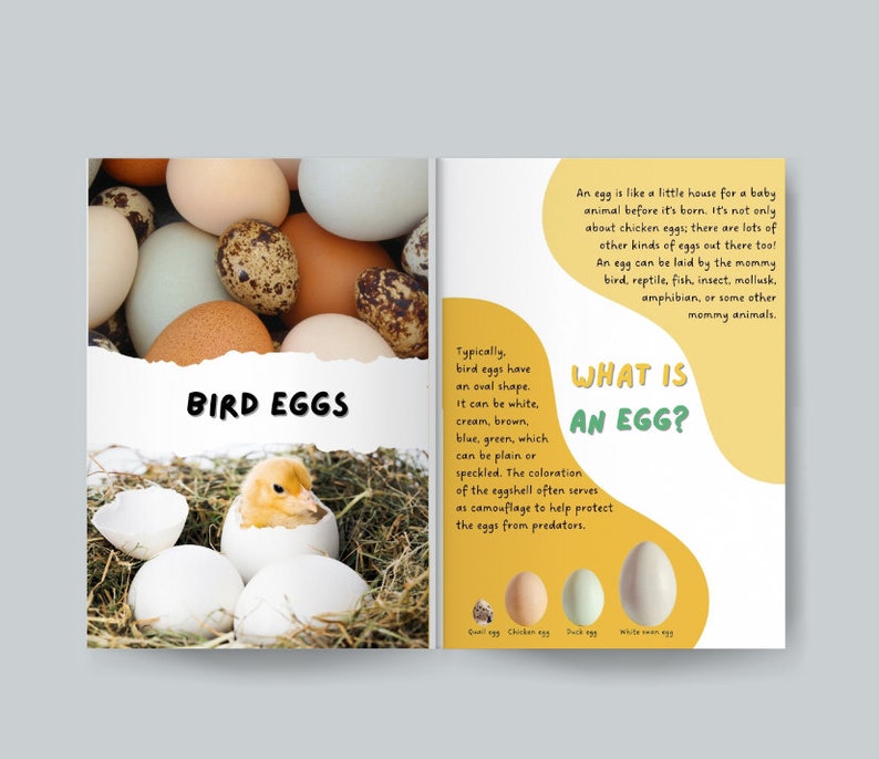 BIRD EGGS, Bird Lifecycle, Chicken Lifecycle, Printable Flash Cards ...