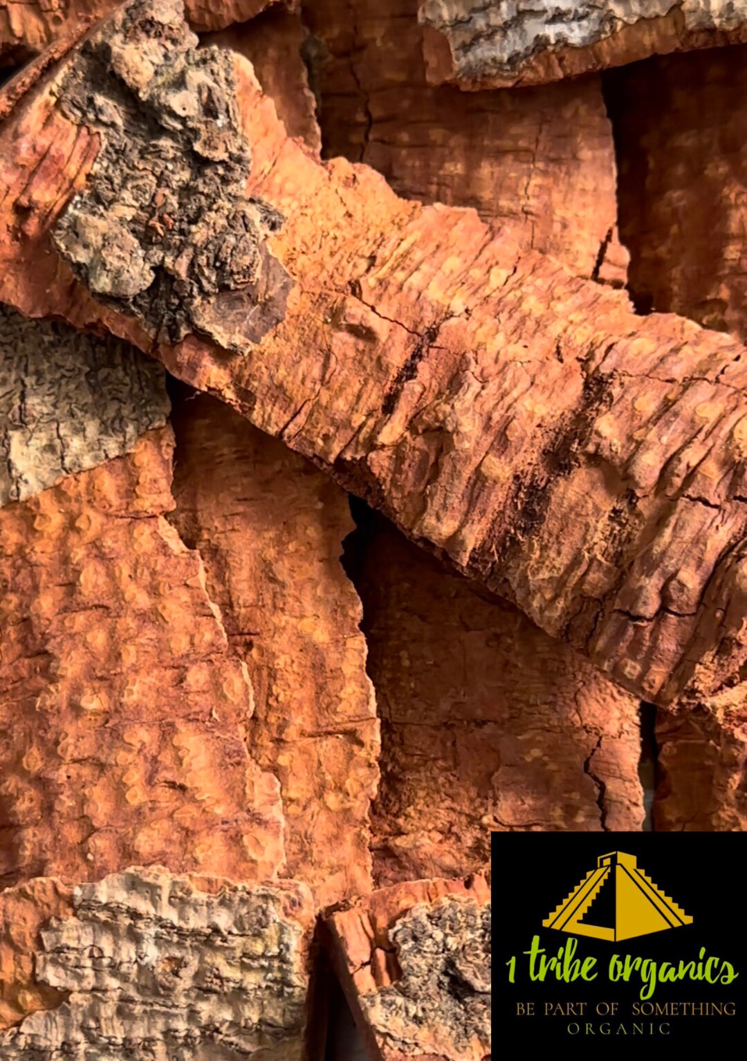 Organic Wild-crafted Jamaican Locust Bark - Etsy
