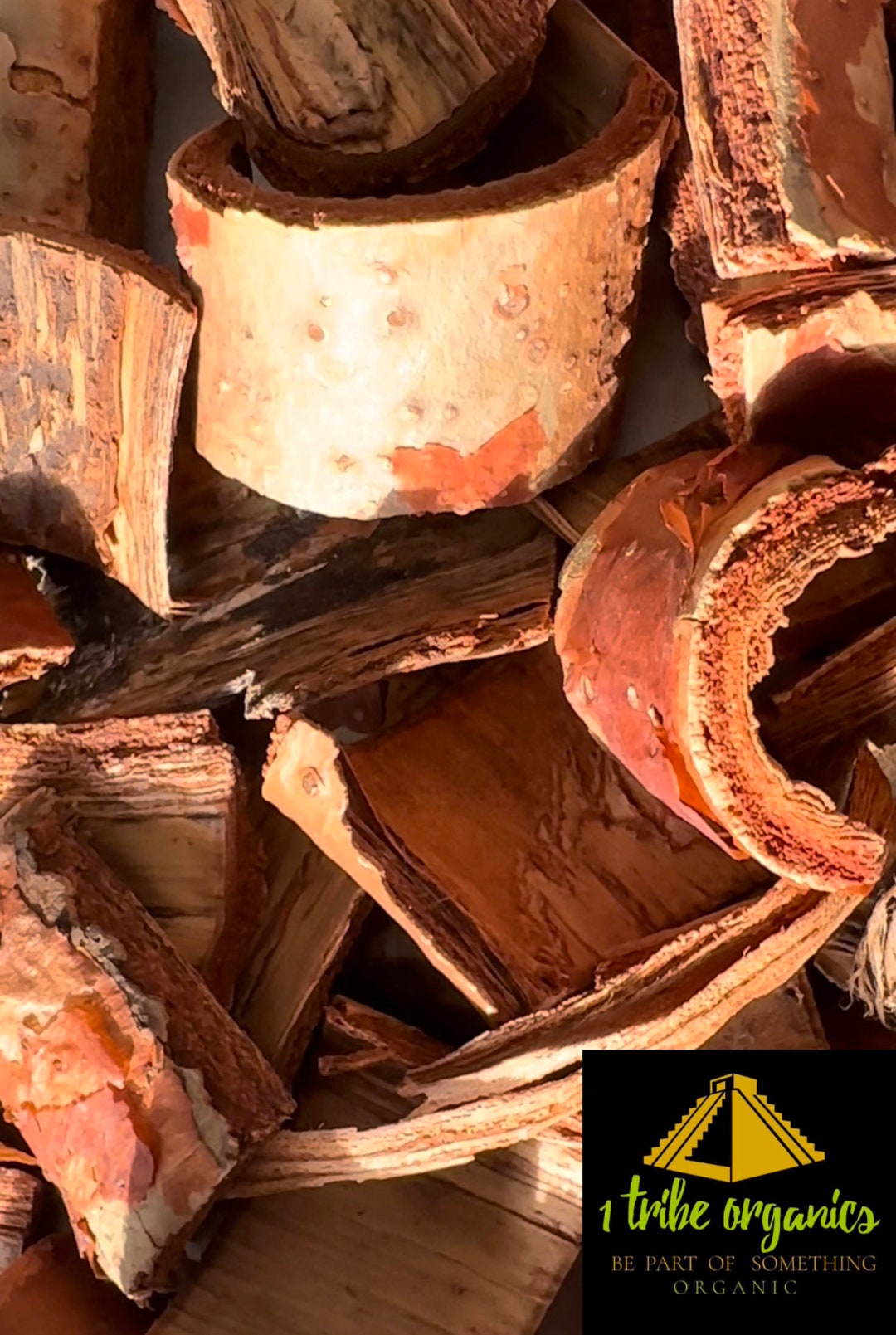 Organic Wild-crafted Jamaican Gumbo Limbo Bark - Etsy