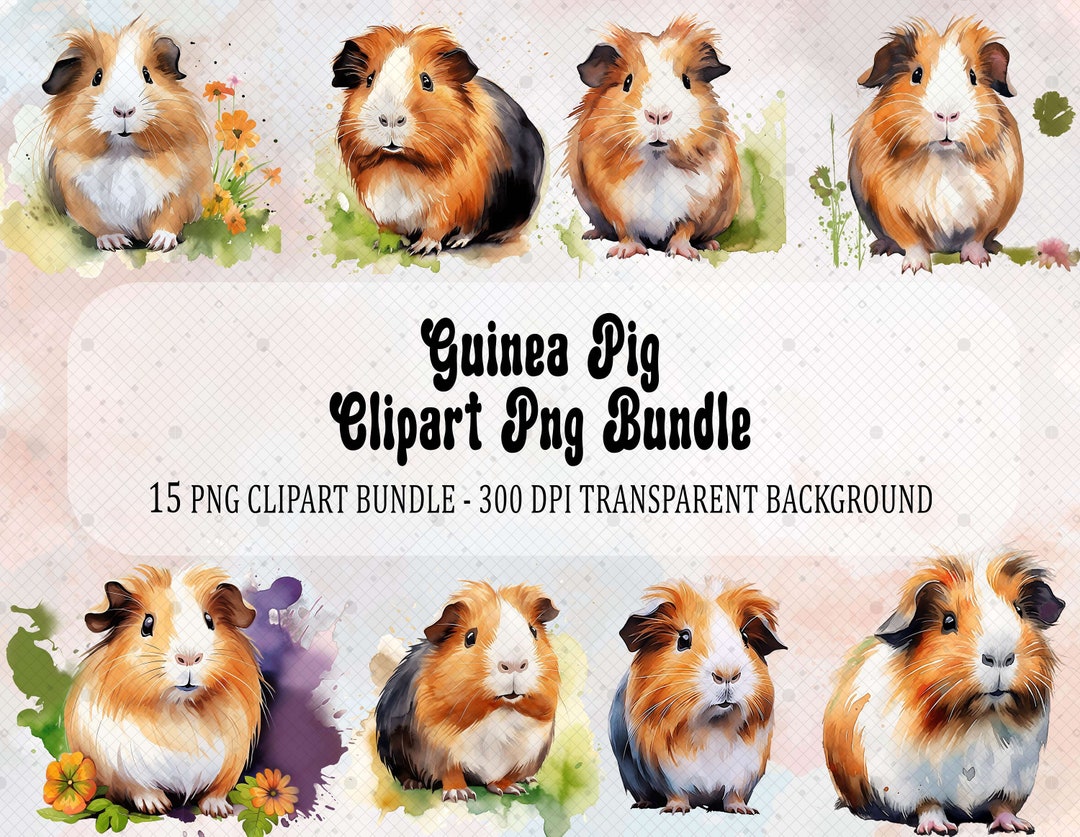 15 Guinea Pig Clipart PNG Bundle Full Commercial Use Cute - Etsy