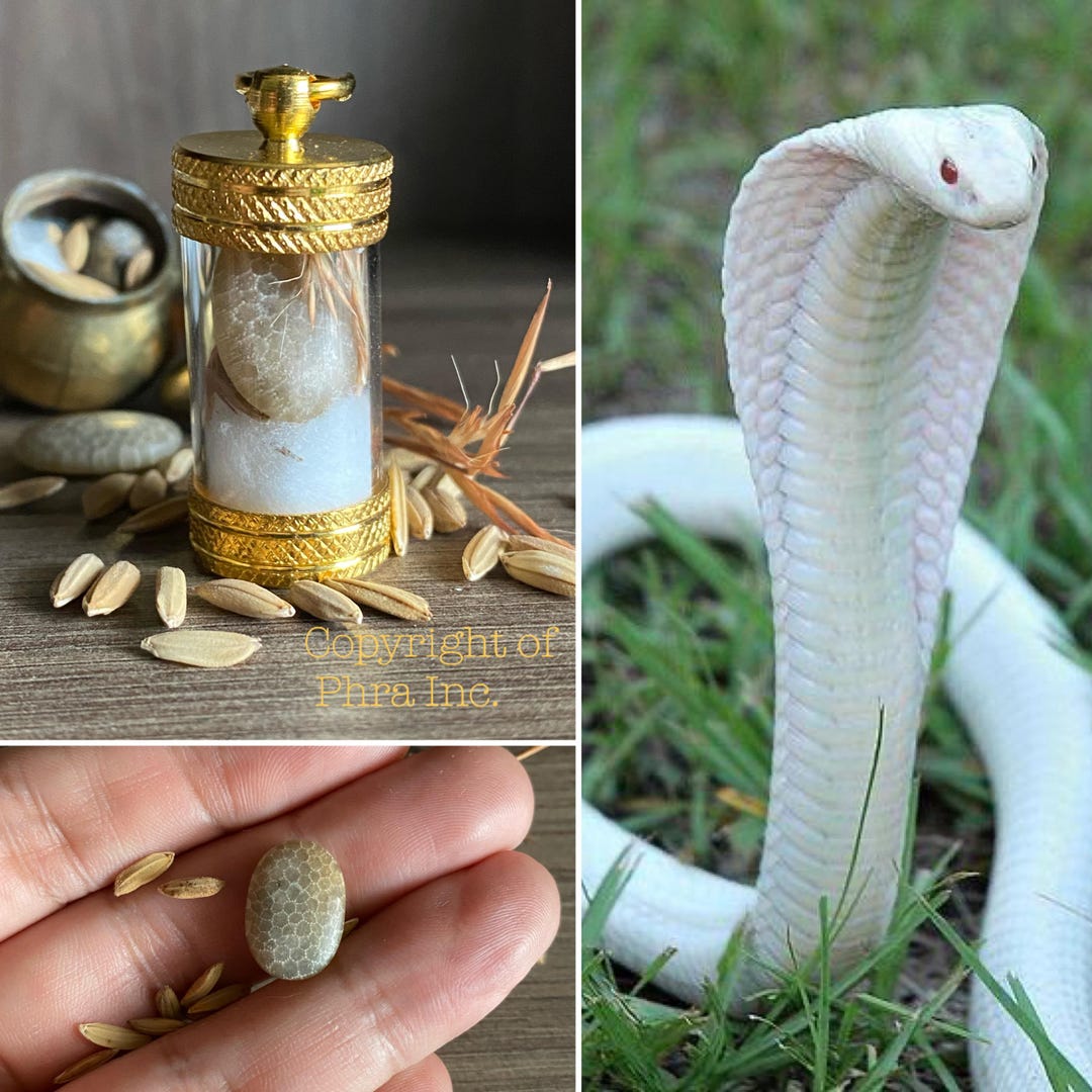 Powerful King Cobra Pearl (nagamani) Amulet Geliga Ular Tudong Mystical ...